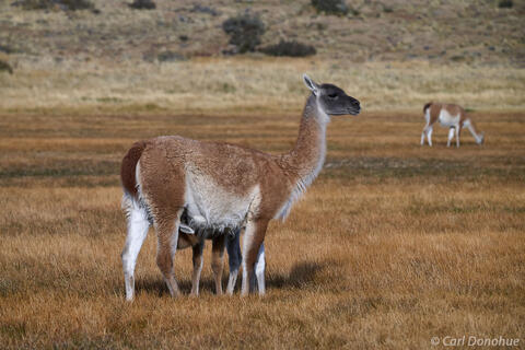 Guanaco photos | Stock photos of Guanaco, Patagonia Chile | Carl ...