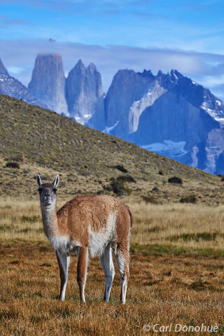 Guanaco photos | Stock photos of Guanaco, Patagonia Chile | Carl ...