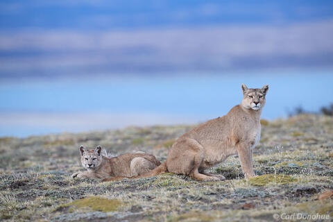 Puma photos | Stock photos of mountain lions or Puma | Carl Donohue ...