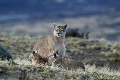 Puma photos | Stock photos of mountain lions or Puma | Carl Donohue ...
