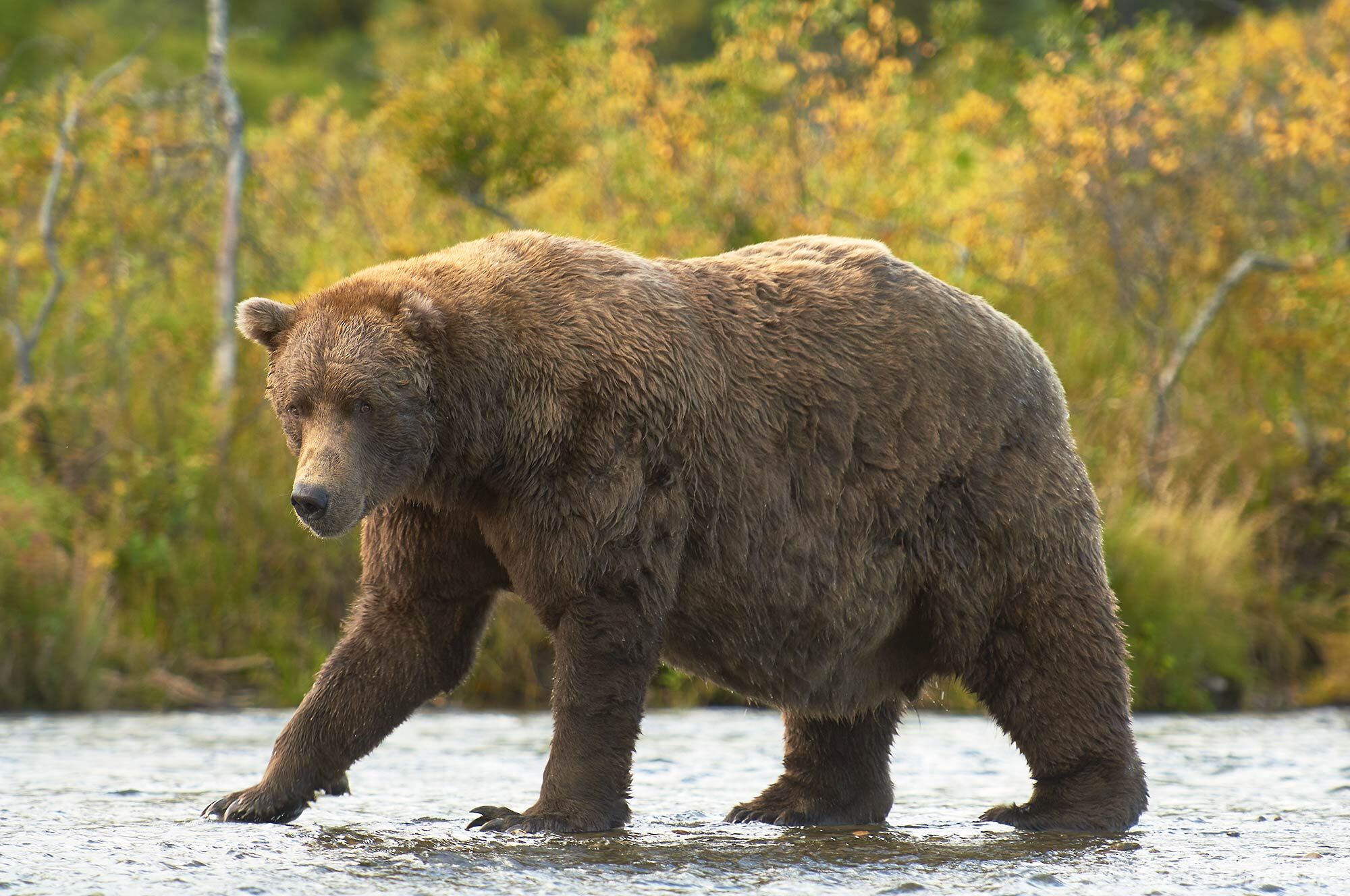 Fat Bear, Getting fatter | Katmai National Park | Carl Donohue Photography