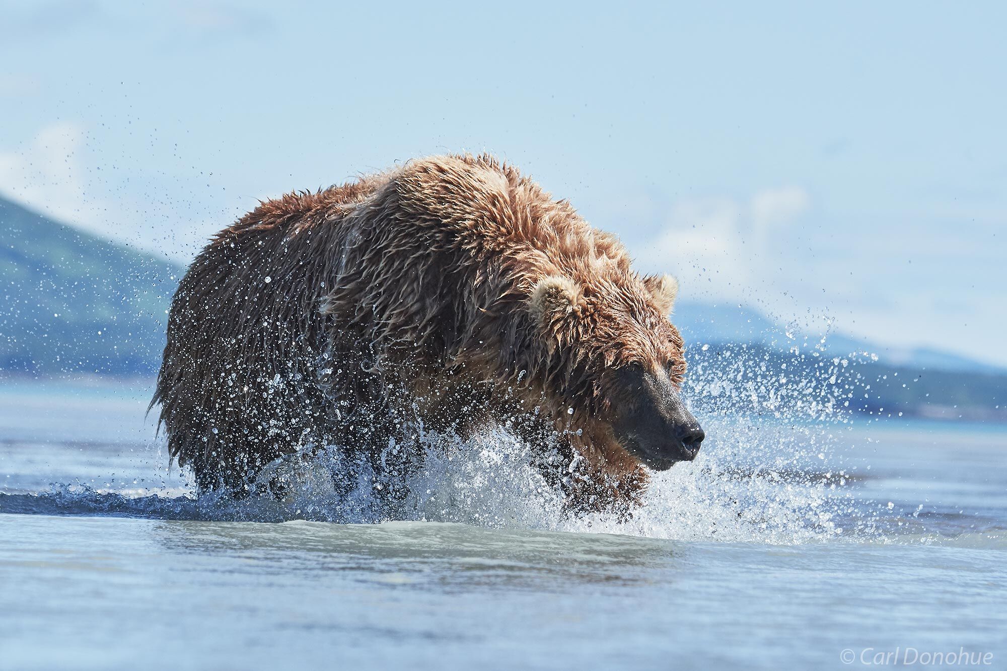 Brown bear fishing Hallo Bay | Katmai National Park and Preserve | Carl ... Brown bear fishing Hallo Bay | Katmai National Park and Preserve | Carl ...
