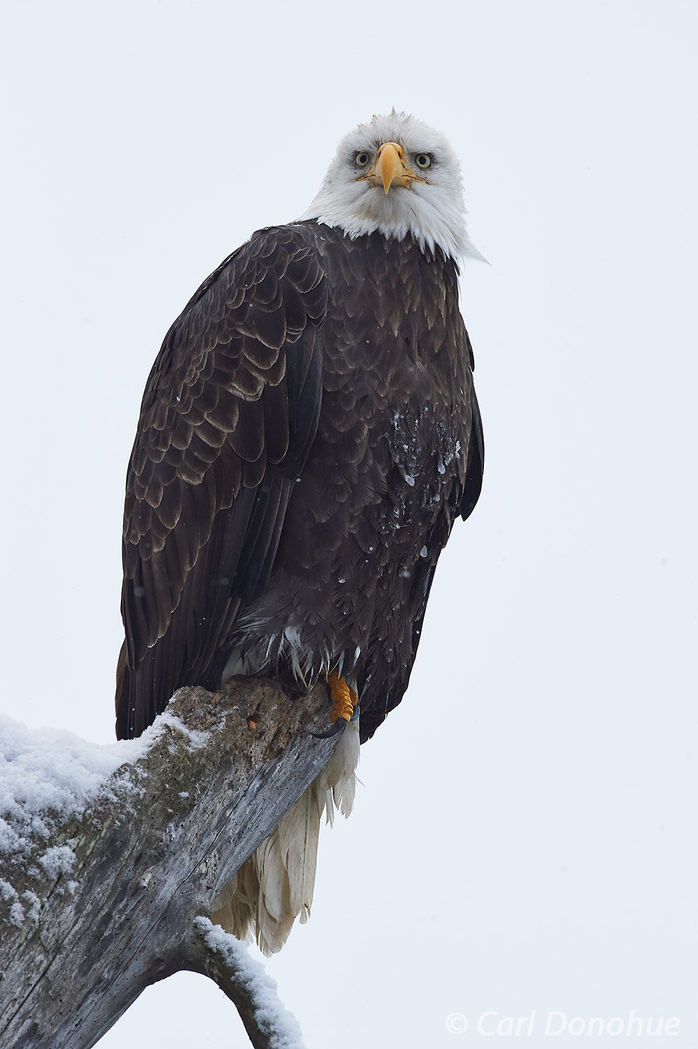 Bald eagle | Alaska | Carl Donohue Photography